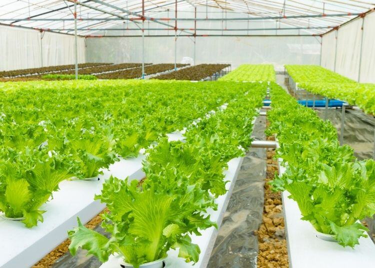 Software Agrícola | Isagri